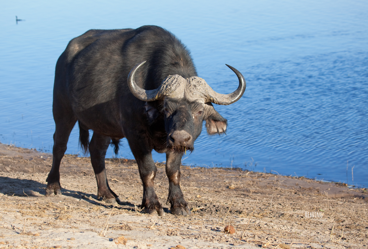Understanding the Benefits of Buffalo Horns for Dogs – Honey I'm Home ...