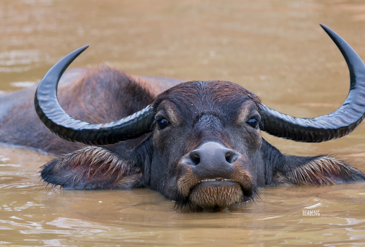 Buffalo vs. Beef: Why Water Buffalo Is a Superior Protein for Dogs ...